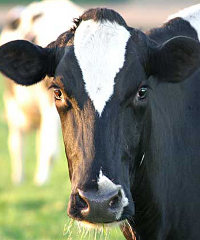 Opportunities in Malawi’s livestock industry