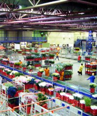 Africa's largest flower auction sourcing from across the continent