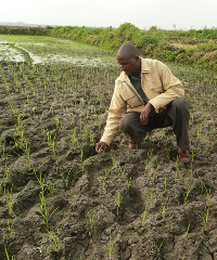 Five ways to do better business with Africa’s small-scale farmers
