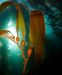 Kelp Blue Archives - How we made it in Africa