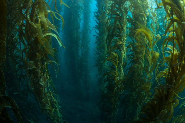 The business of seaweed: Large-scale kelp farm to be developed in Namibia