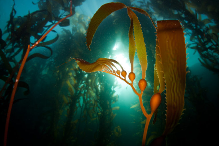 The business of seaweed: Large-scale kelp farm to be developed in Namibia