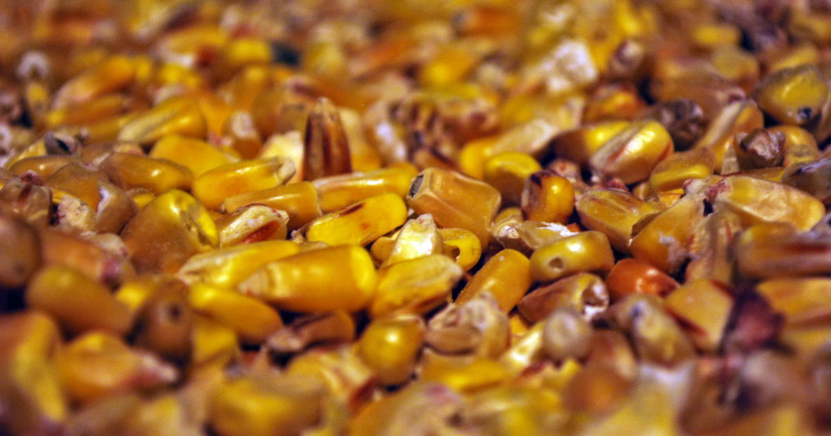Profit-making idea: Providing grain storage space for Ghana’s maize farmers