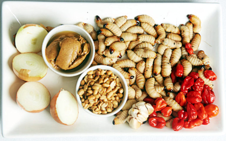 Ghana: Revolutionising protein supply with edible insects