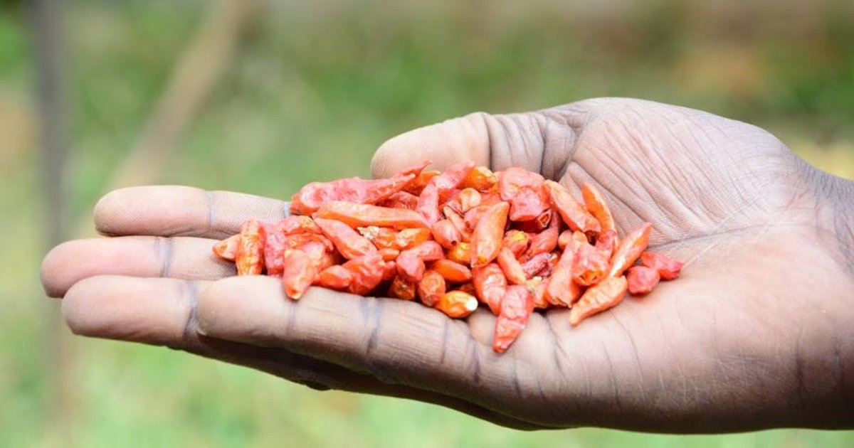 Exporting chillies from Kenya: Agribusiness entrepreneur outlines her ...