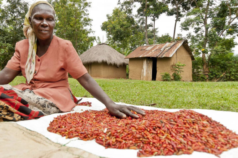 Exporting chillies from Kenya: Agribusiness entrepreneur outlines her ...