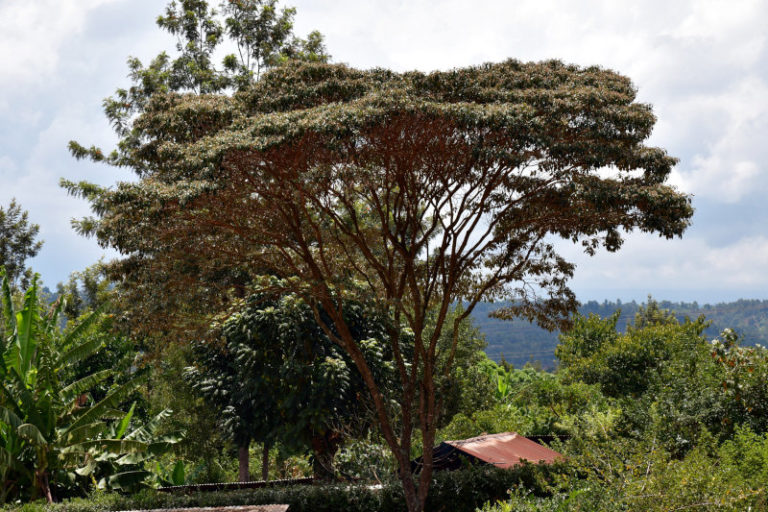 Kenyan businessman turns overlooked croton nut into a cash crop