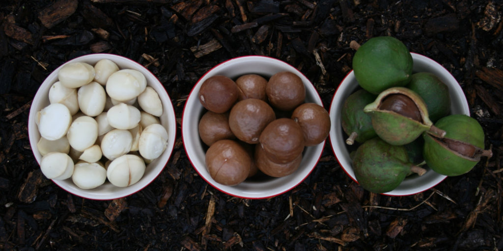 Kenya: Making money exporting the world’s most expensive nut