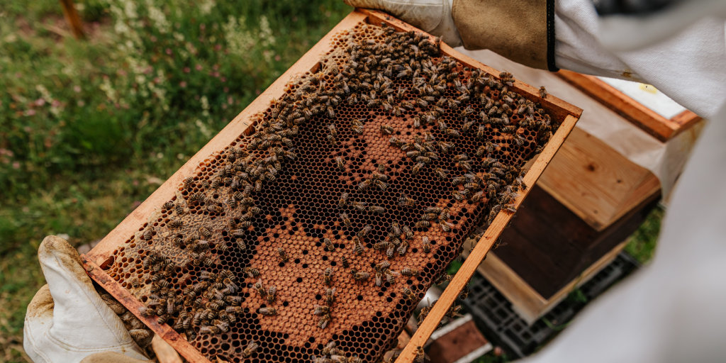 Ethiopian start-up bets on high-tech beehives