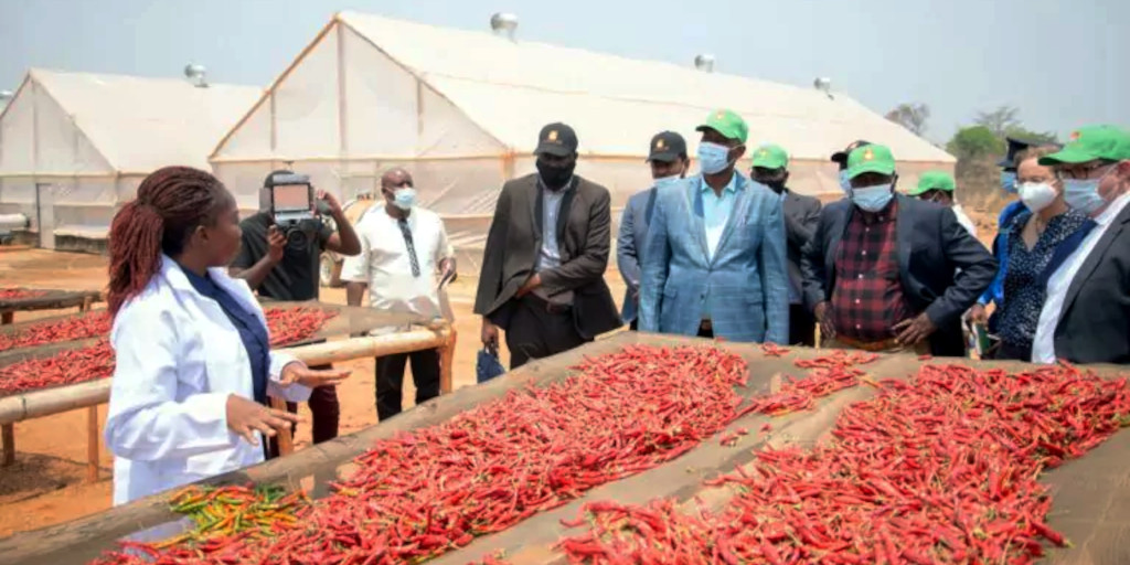 Exporting chillies and superfoods from Zambia: Company taps into ...