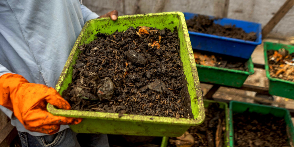 Zimbabwean proves maggot farming can be a viable business