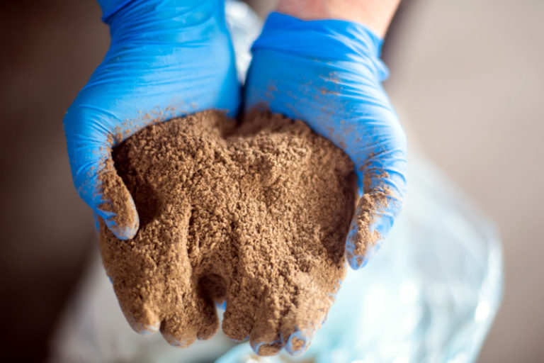 Building an insect farming business in South Africa - Agri4Africa