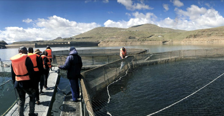 Lesotho: Fish-farming business exporting sushi-grade trout to Japan