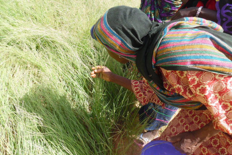 Potential to export Mali's fonio to superfood consumers globally