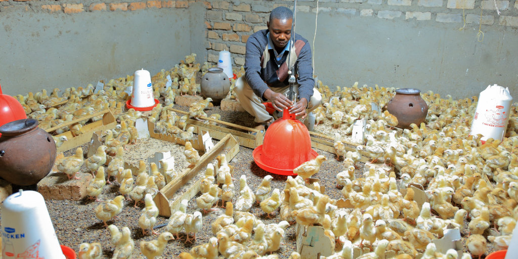 A unique business model to sell chicken in Ethiopia, Rwanda and beyond