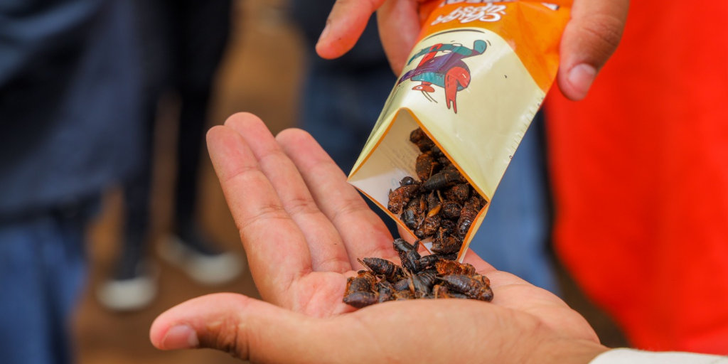 Kenya: Insects as a food source for humans and livestock