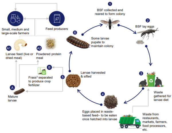 Nigeria's billion-dollar insect-based animal feed opportunity