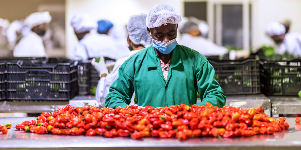 Profiting from Rwanda's avocado and chilli export potential