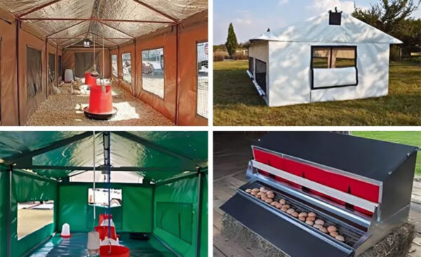 Start your own small-scale chicken farming venture in Africa